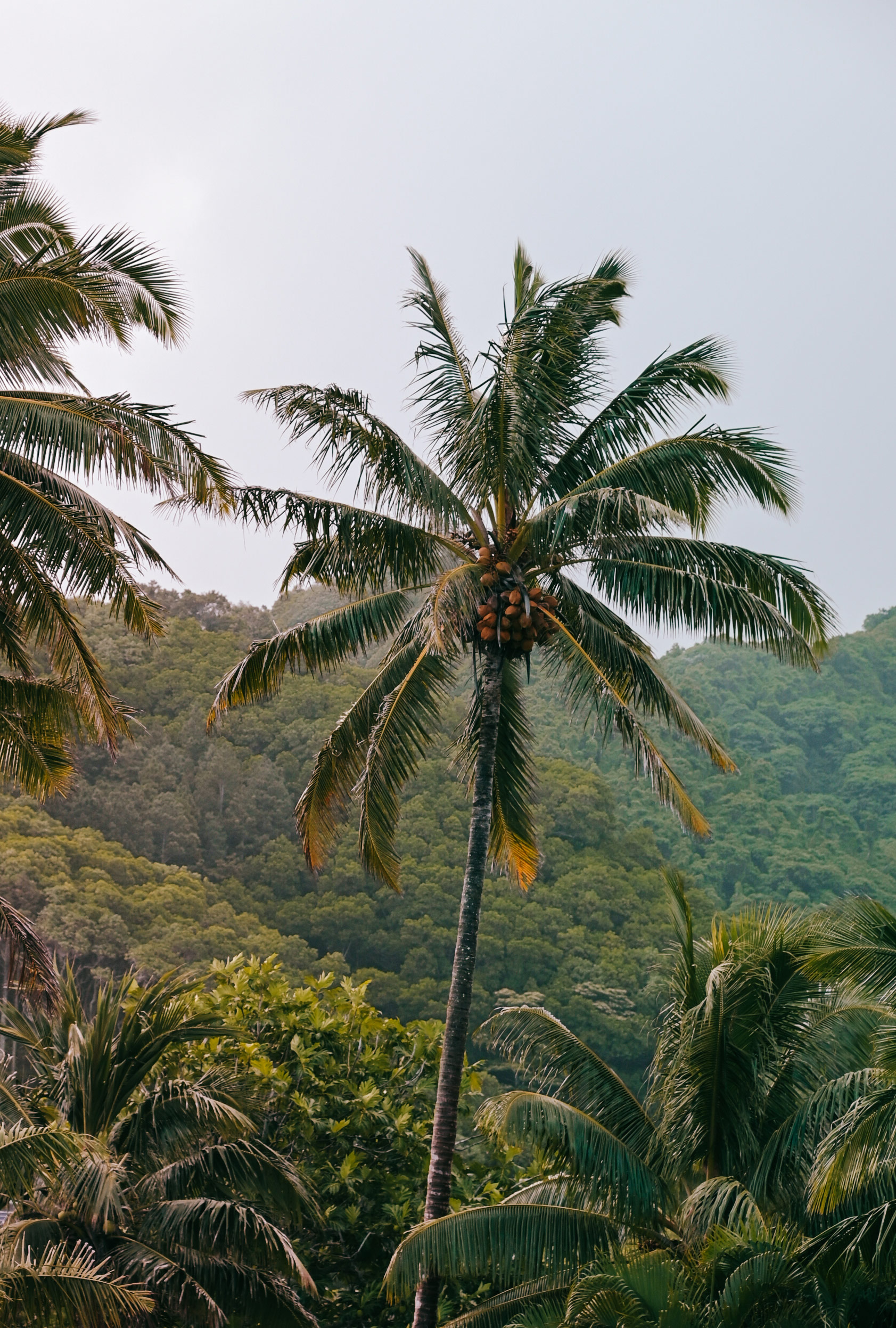 Rarotonga Travel Guide: The Perfect Cook Islands Escape - The Puzzle of ...